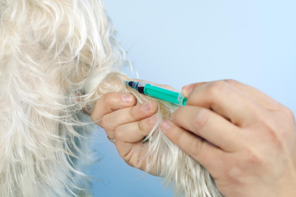 In-House Blood Testing | Albion Animal Hospital Maple Ridge | Reliable ...